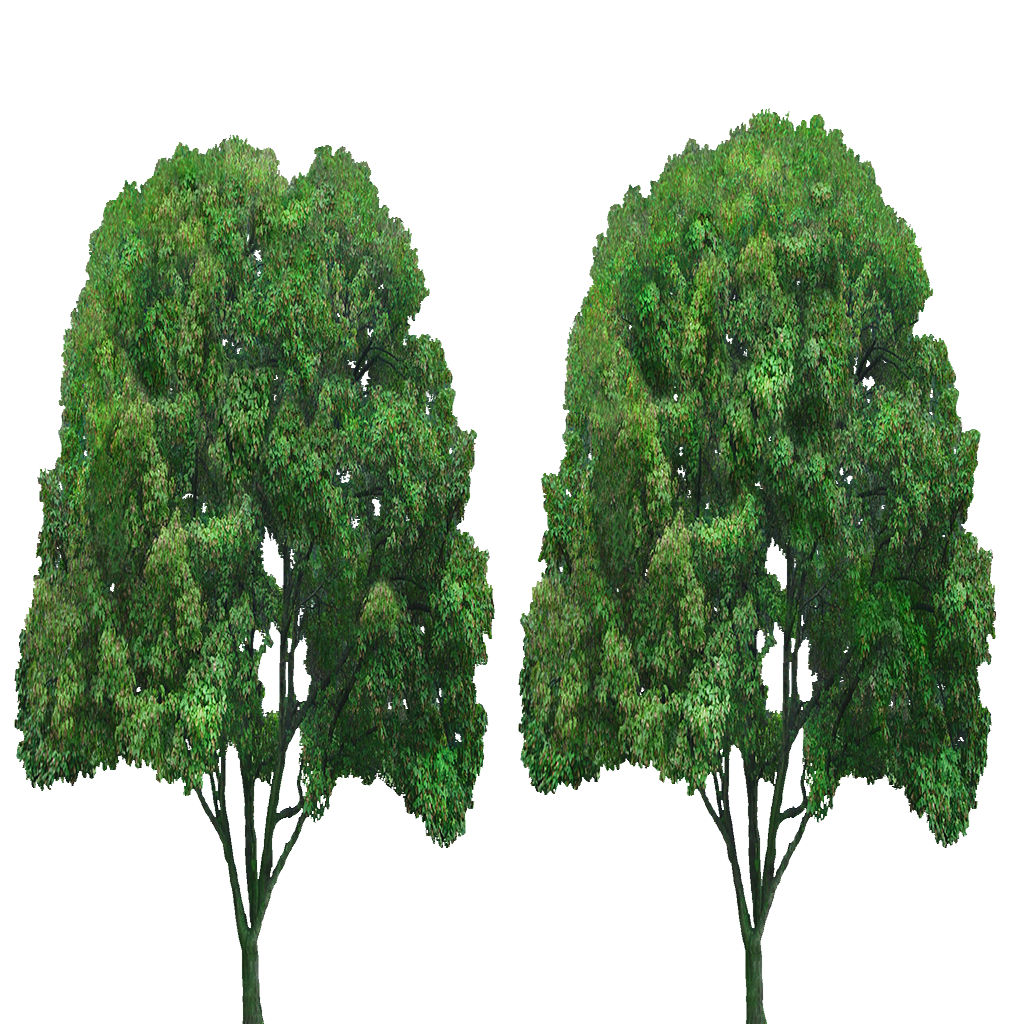 Big Leaf Maple Tree Alpha – Johnathon Crowley